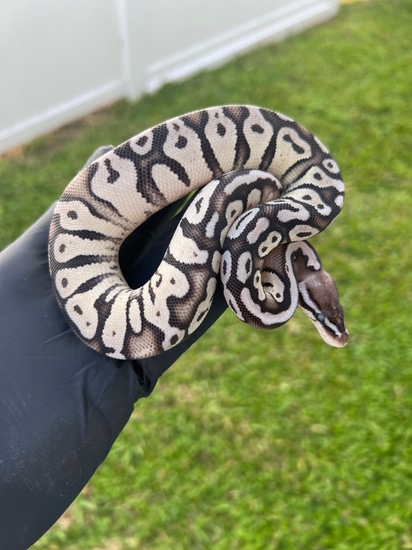 Super Pastel Vpi Axanthic Het Pied Ball Python by MGmorphs