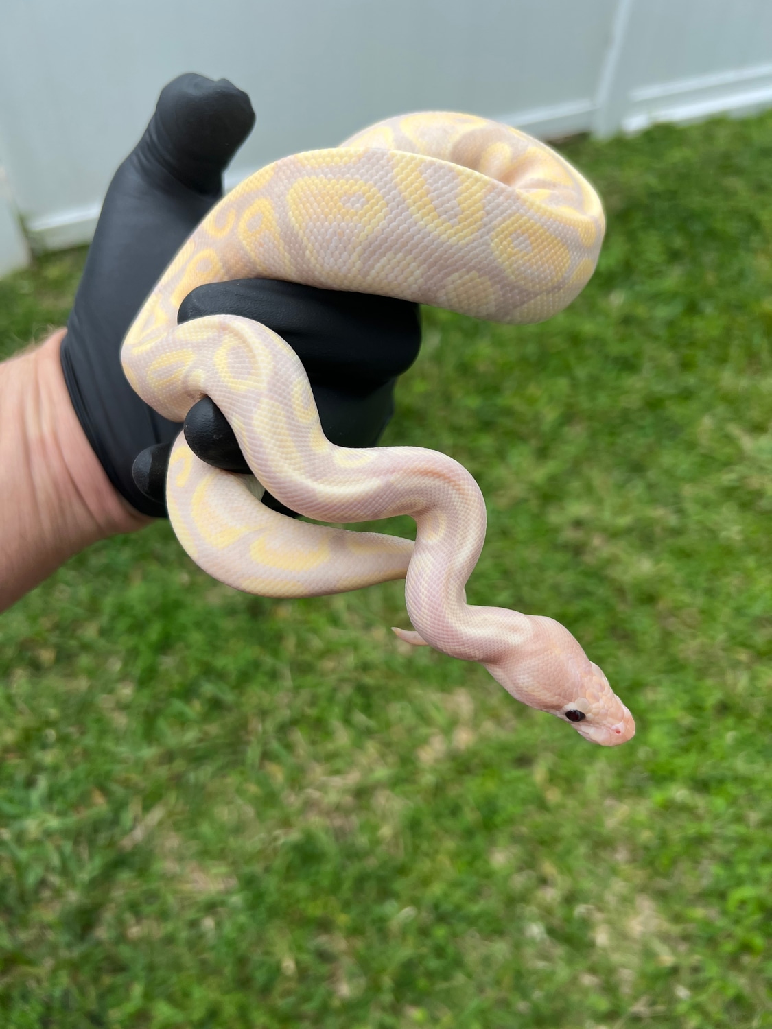 Super Banana Het Clown Ball Python by MGmorphs - MorphMarket