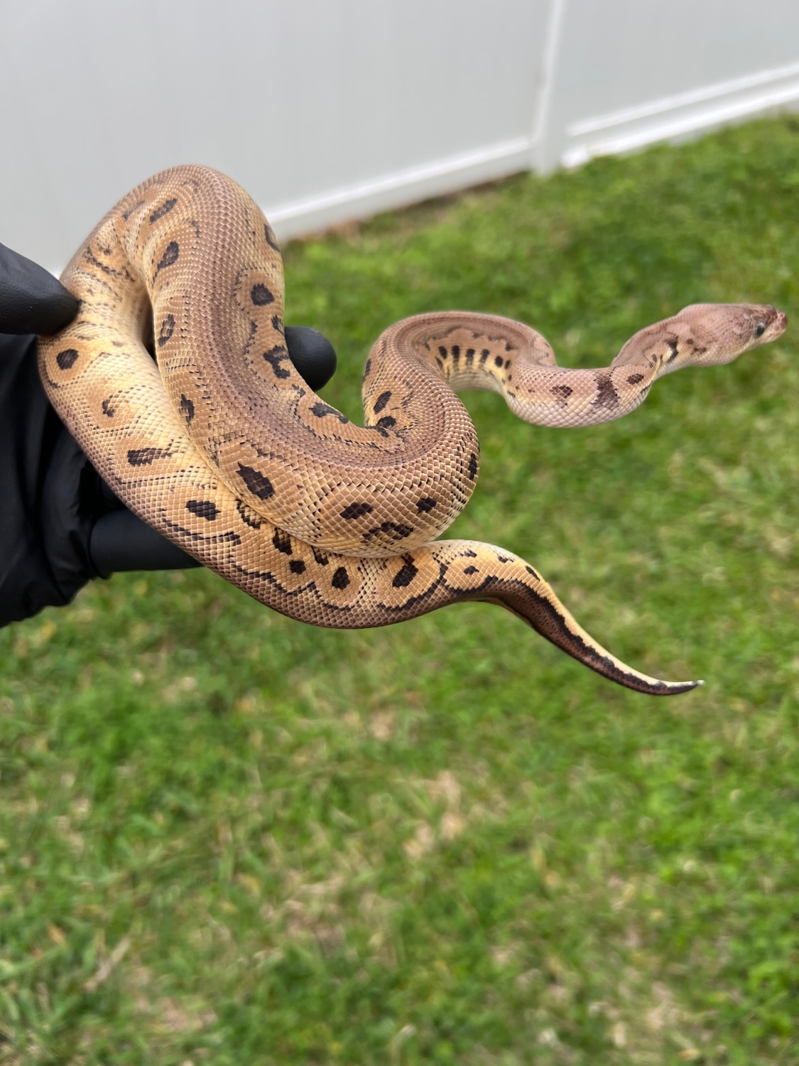 Black Pewter Clown Ball Python by MGmorphs - MorphMarket