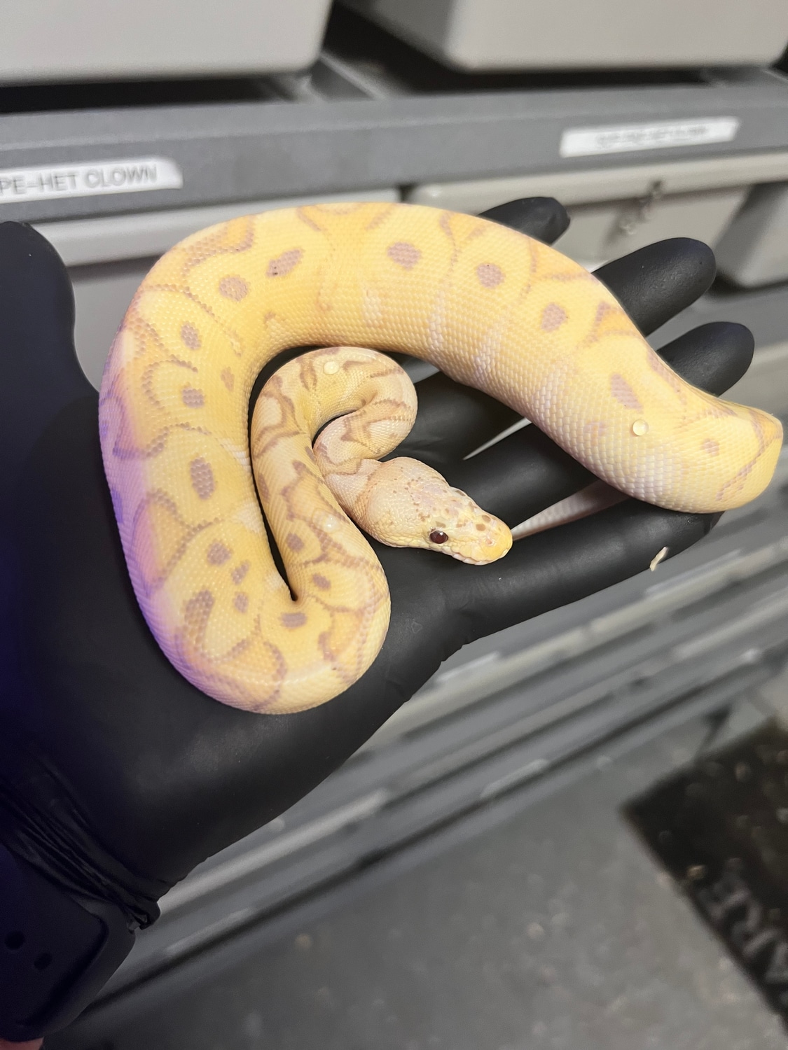 Banana Pastel Clown Ball Python by MGmorphs - MorphMarket