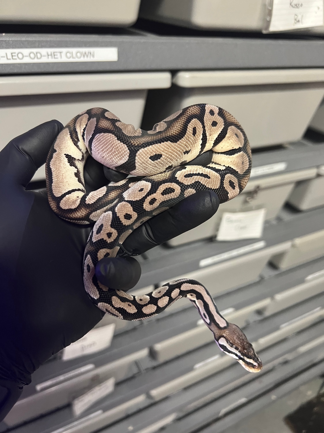 Vpi Axanthic Pastel Het Pied Ball Python by MGmorphs - MorphMarket