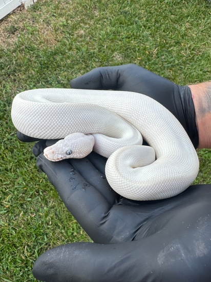 Blue Eyed Lucy BEL Ball Python by MGmorphs