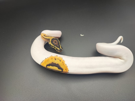 1.0 Gravel Piebald Ball Python by RazorBallPython