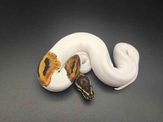 1.0 Gravel Piebald Ball Python by RazorBallPython