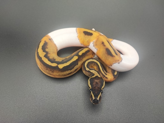 1.0 Piebald Het Ghost Ball Python by RazorBallPython