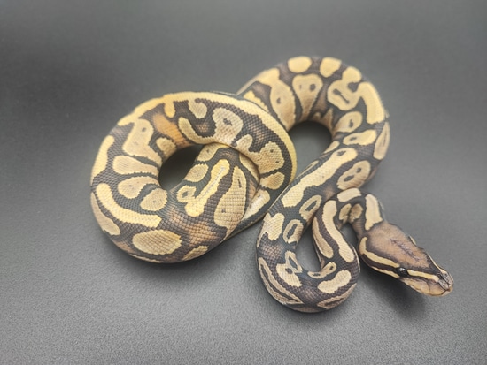 1.0 Ghost Het Piebald Ball Python by RazorBallPython