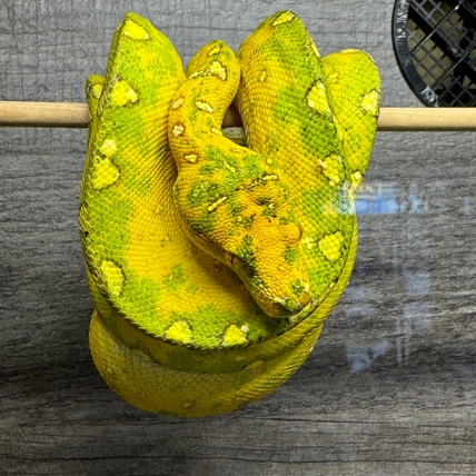 The Reptile Barn and Aquatics - MorphMarket