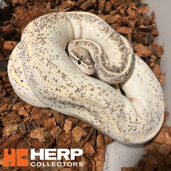 Proven Breeder Highway Female Ball Python by Herp Collectors