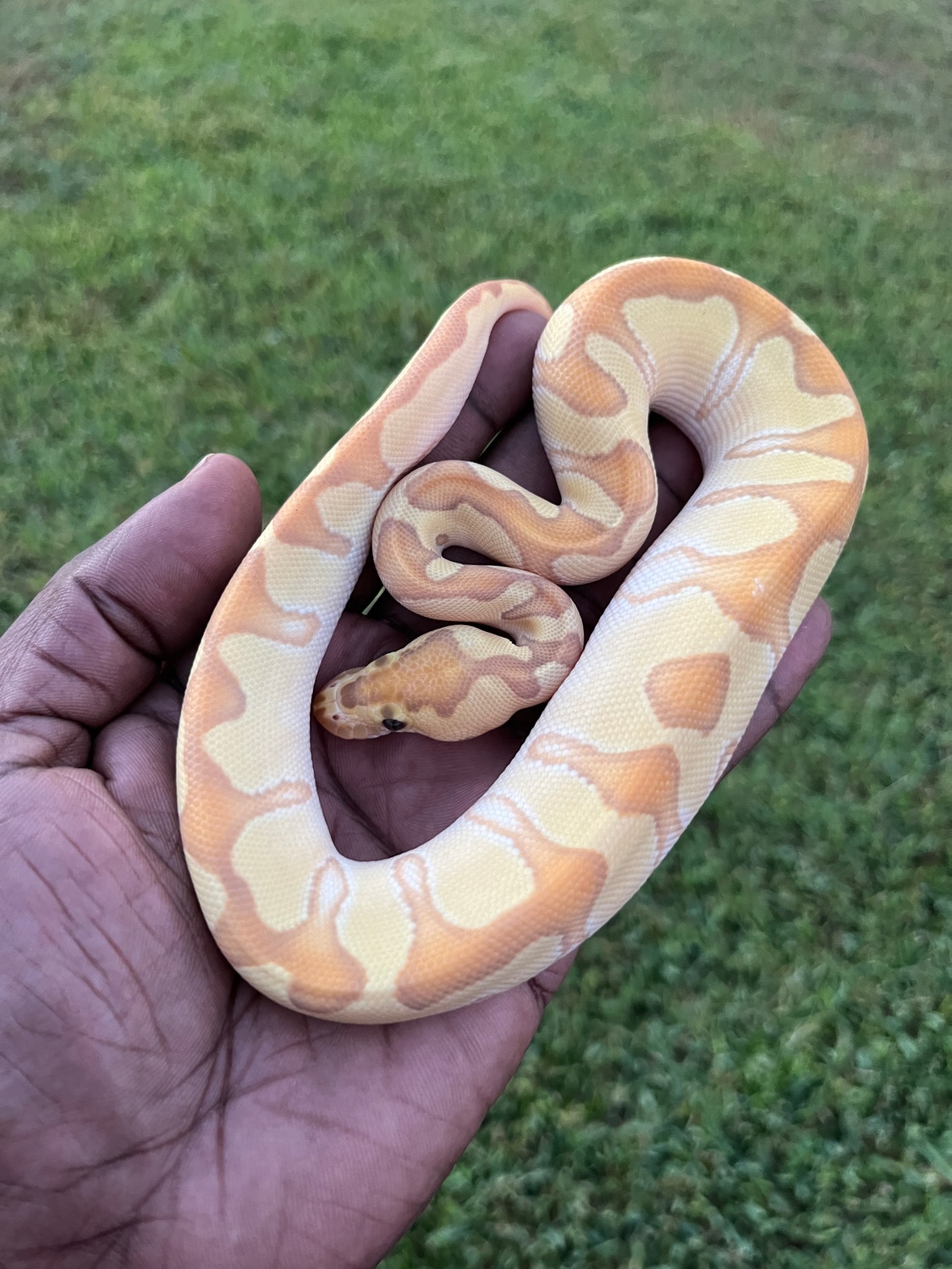 Banana Enchi Clown Ball Python by Herp Collectors - MorphMarket