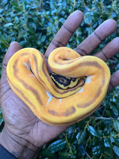 Super OD YB Pastel Enchi Pied Ball Python by Herp Collectors