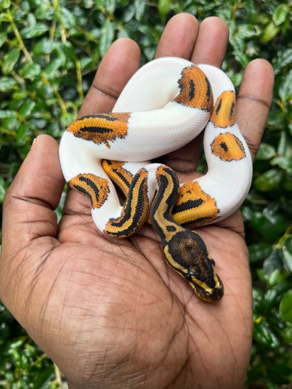 YB Leopard Pied, Dh DG Clown Ball Python by Herp Collectors