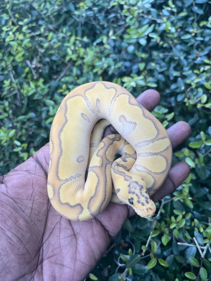 Pastave Enchi Hypo Clown Ball Python by Herp Collectors