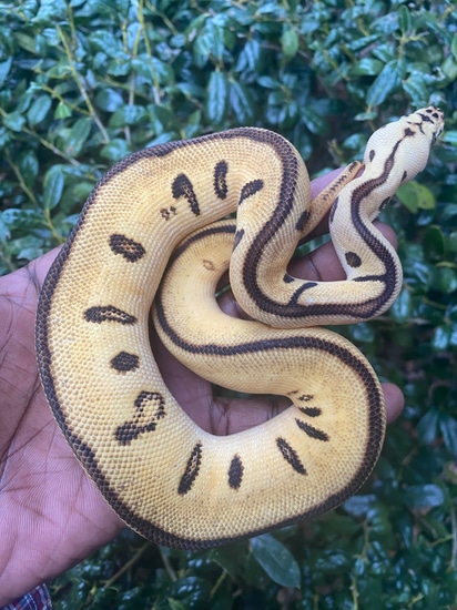 Pastel Enchi Batman Ball Python by Herp Collectors