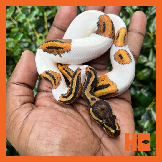 LOW RESERVE - YB Leopard Pied, Dh DG Clown Ball Python by Herp Collectors