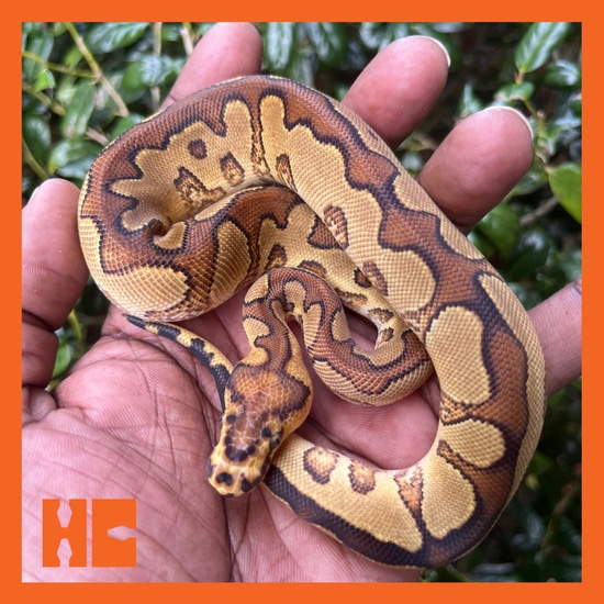 Enchi YB Leopard Clown, Dh DG Pied Ball Python by Herp Collectors