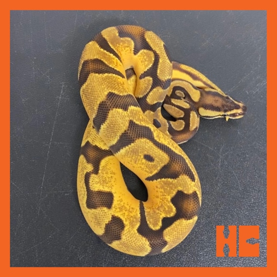 ODYB Enchi, Het Pied Female Ball Python by Herp Collectors