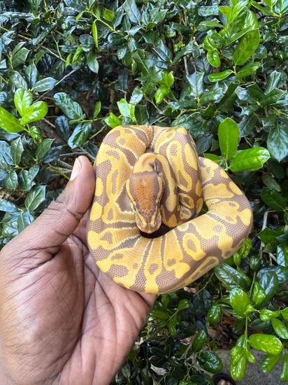 Ultramel, 66% Het Clown Ball Python by Herp Collectors
