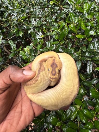 Enchi Leopard Lesser Clown Male Ball Python by Herp Collectors