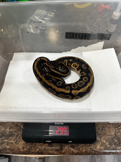 Leopard Stranger 50% Het Axanthic (Vpi) Ball Python by Central Valley ...