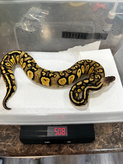 Pastel Stranger 50% Het Axanthic Free Shipping/no Reserve Ball Python by Central Valley pythons