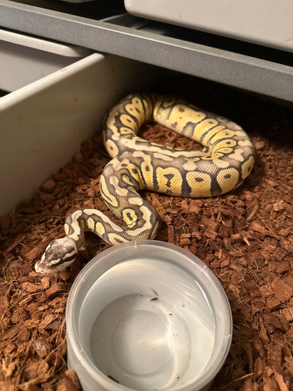 Desert Ghost Hypo + Breeding Project Ball Python by Central Valley pythons