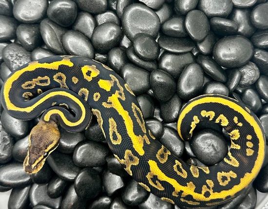 Stranger Leopard 💯 Het Hypo Ball Python by Central Valley pythons