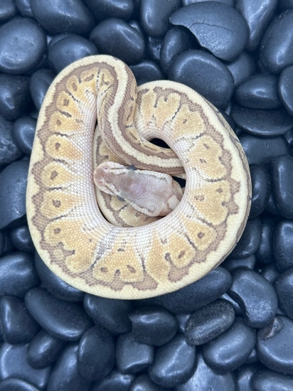 DH Puzzle 🧩 Clown 🤡, Spotnose, Lesser, Pastel, Pinstripe Ball Python by ...