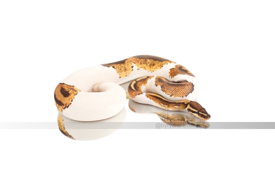 RTB🔒 Gene-X Yellowbelly Piebald 100% Het Lavender Ball Python by By Ryan B Exotics