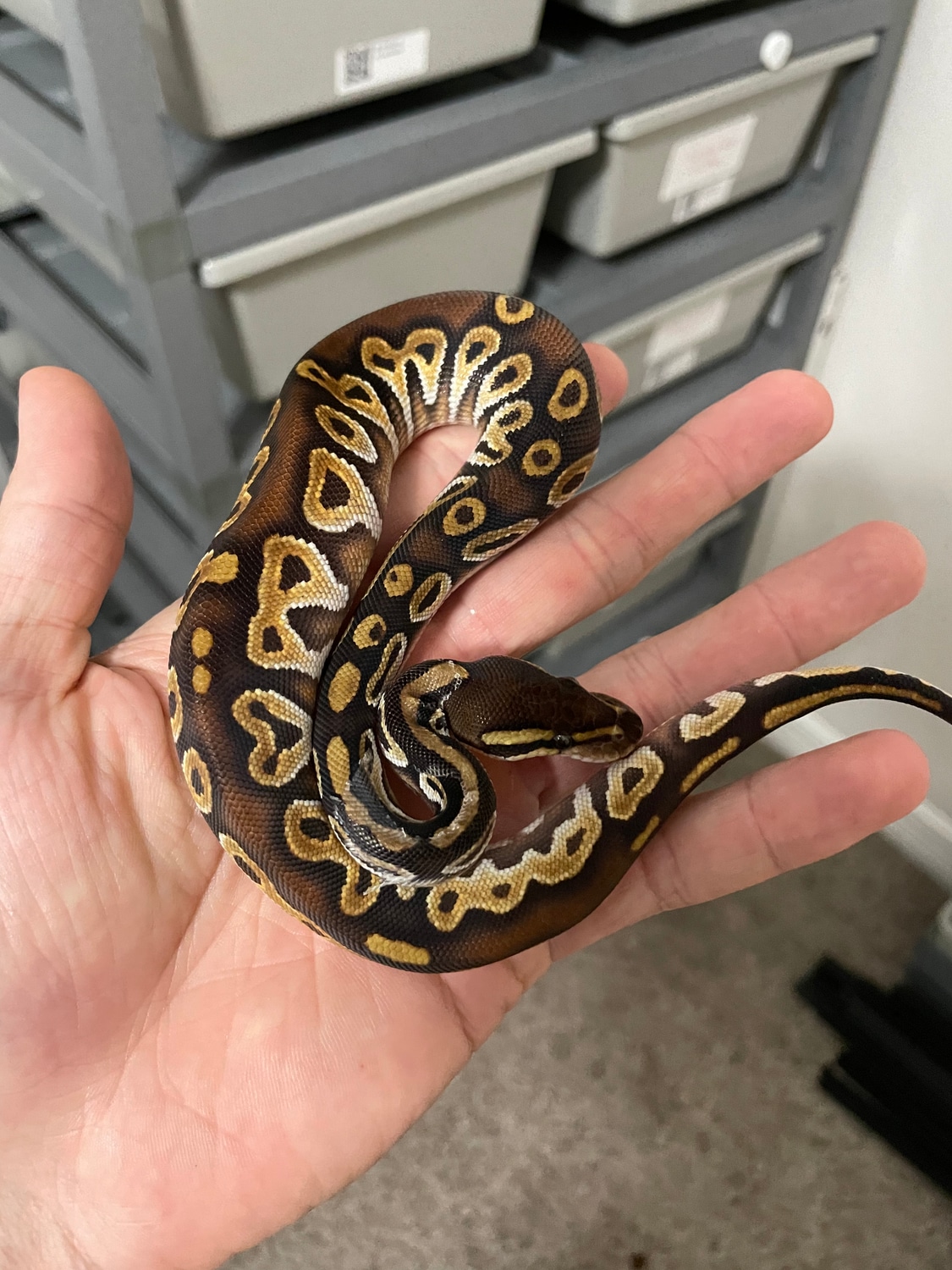 Blackhead Enchi Poss Ball Python by By Ryan B Exotics - MorphMarket