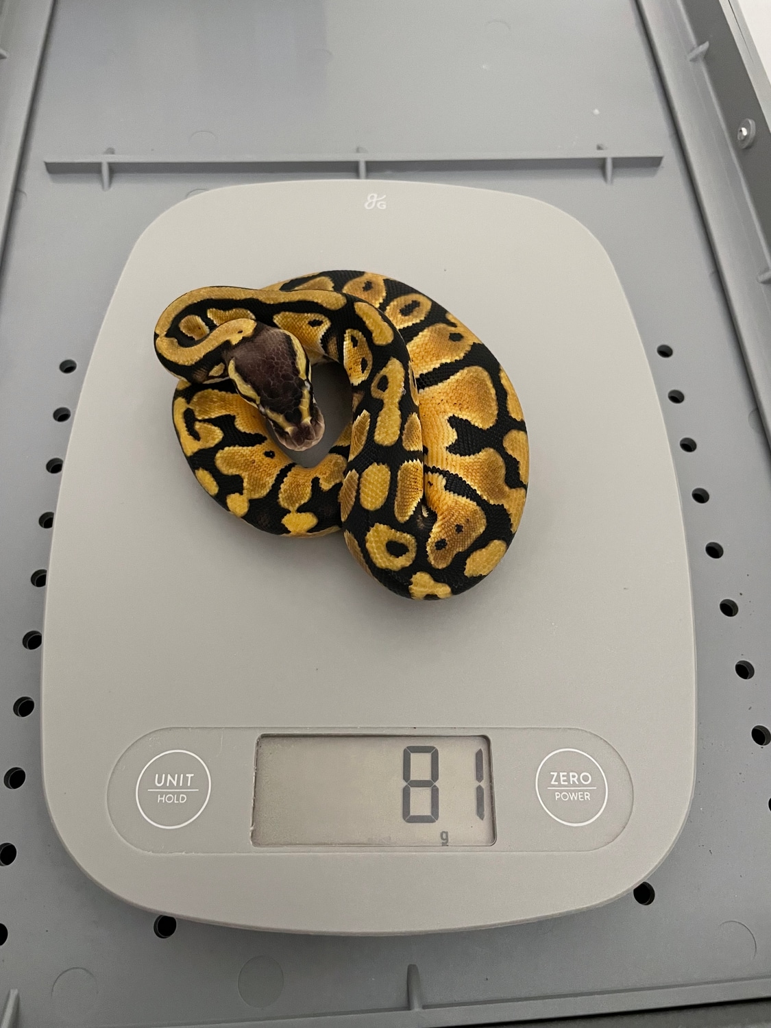 SALE Pastel Het Pied Poss Het Albino Candy Clown Ball Python by By Ryan ...