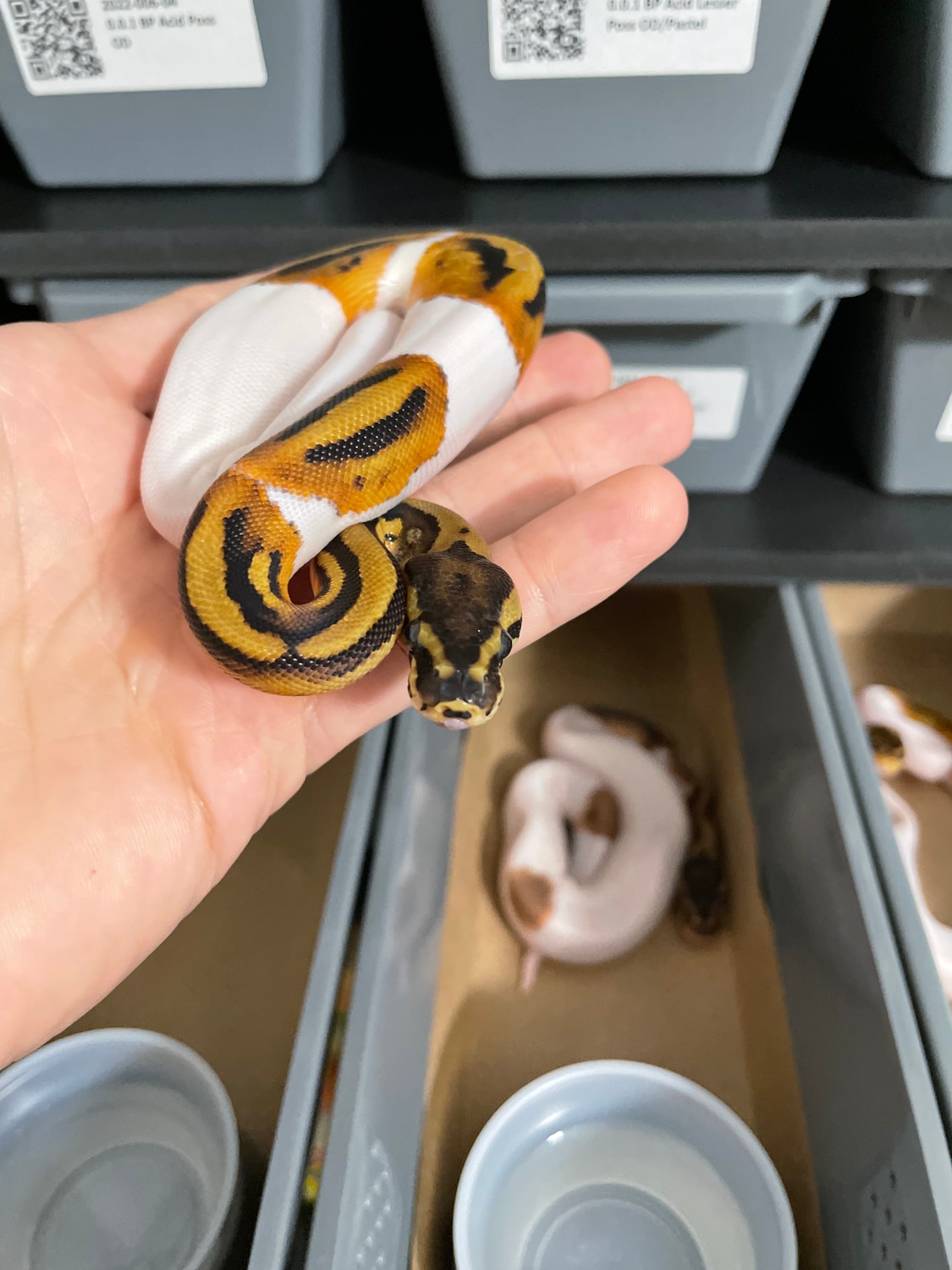 ️ FREE SHIPPING Pied Poss Het Candino Ball Python by By Ryan B Exotics ...
