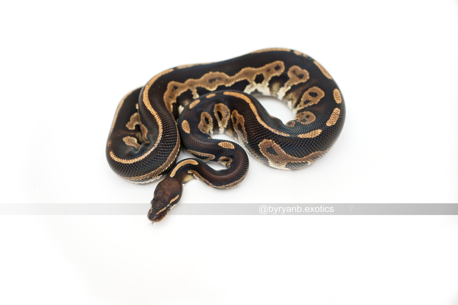 RTB Leopard Blackhead Het Lavender Ball Python by By Ryan B Exotics ...