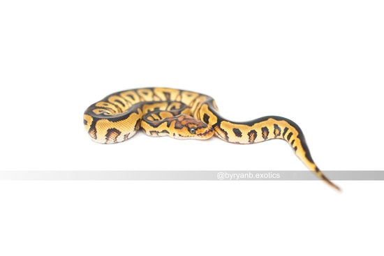 PROVEN OD YB Clown DH Pied Candy Ball Python by By Ryan B Exotics