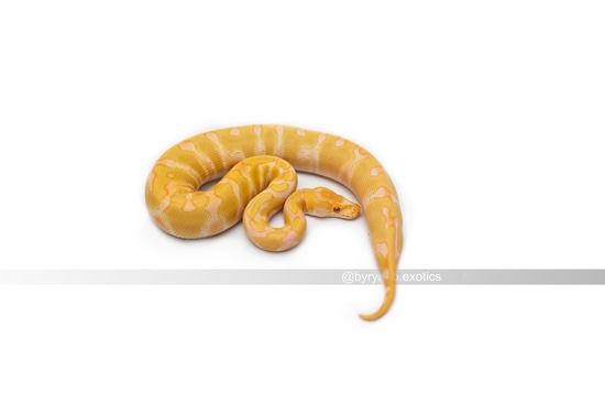 Enchi Candino Het Pied Ph Clown Ball Python by By Ryan B Exotics