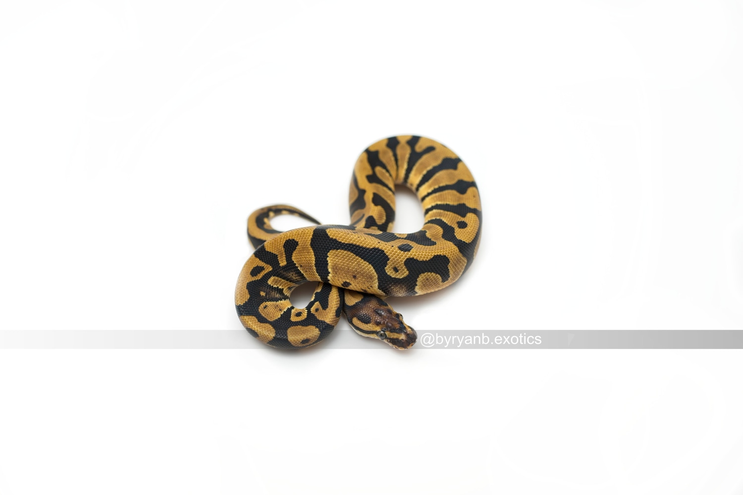 Acid DH Clown Pied Ball Python by By Ryan B Exotics - MorphMarket