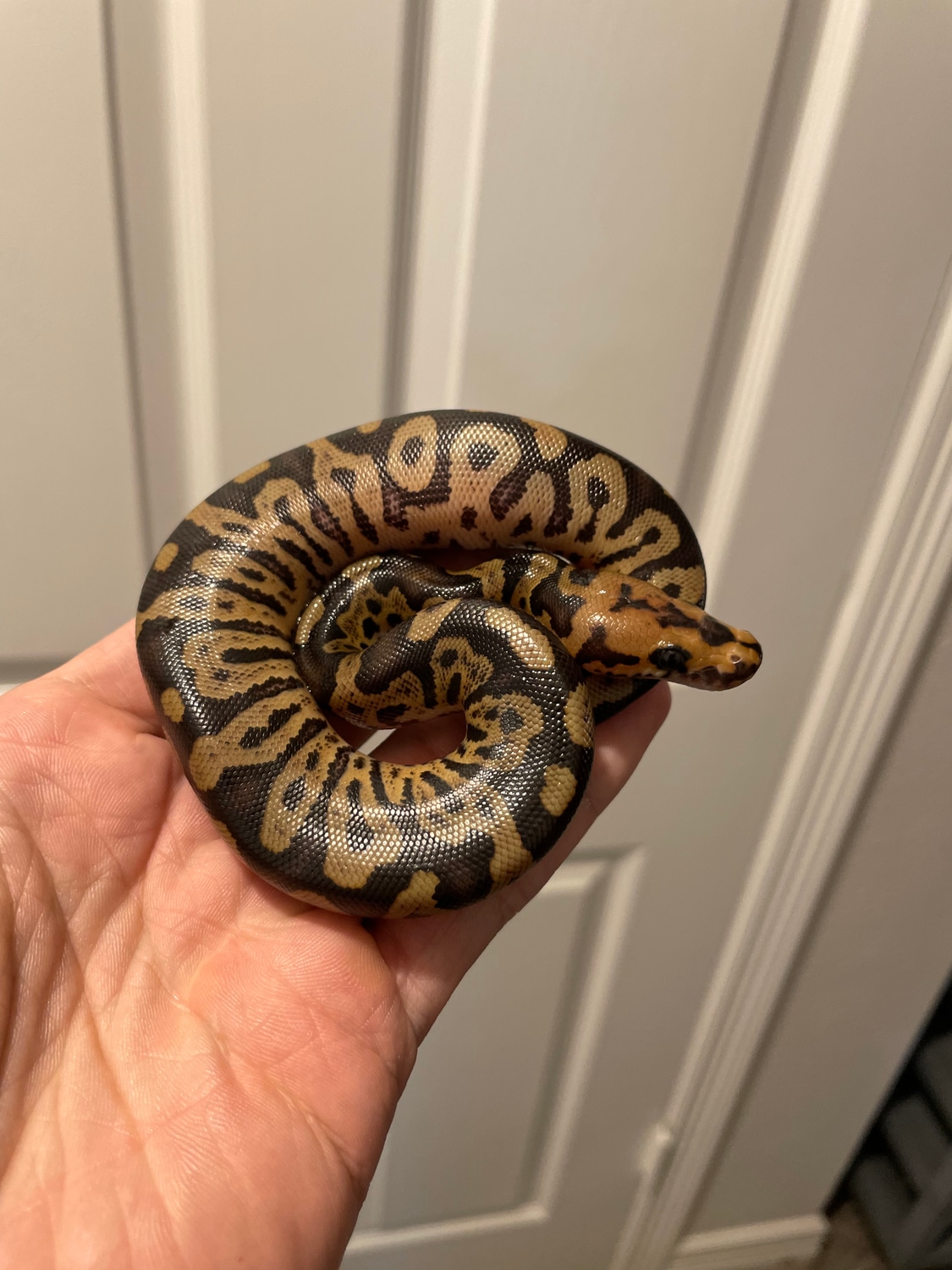 Acid Clown Ball Python by By Ryan B Exotics - MorphMarket