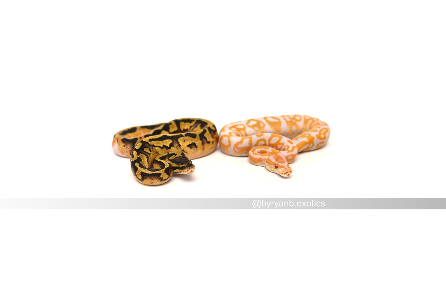 Leopard Lavender Ball Python by By Ryan B Exotics - MorphMarket