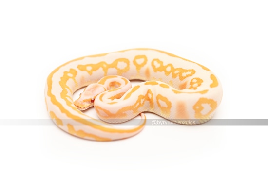 Leo BH Lavender Ball Python by By Ryan B Exotics