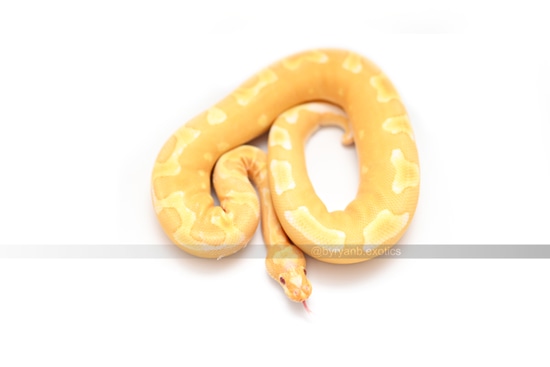 450g ‘22 Grail Female Ball Python by By Ryan B Exotics