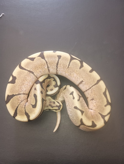 Fire Spider Ball Python by R&B Ball Pythons