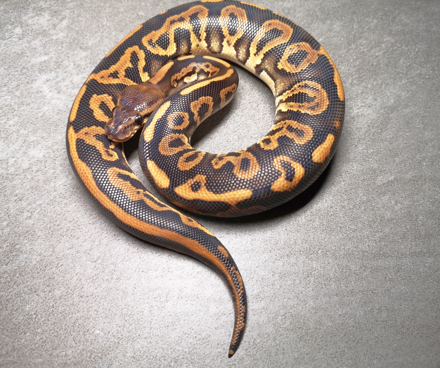 Black Pastel Leopard 100% Het. Clown 50% Het. Lavender Albino Ball ...