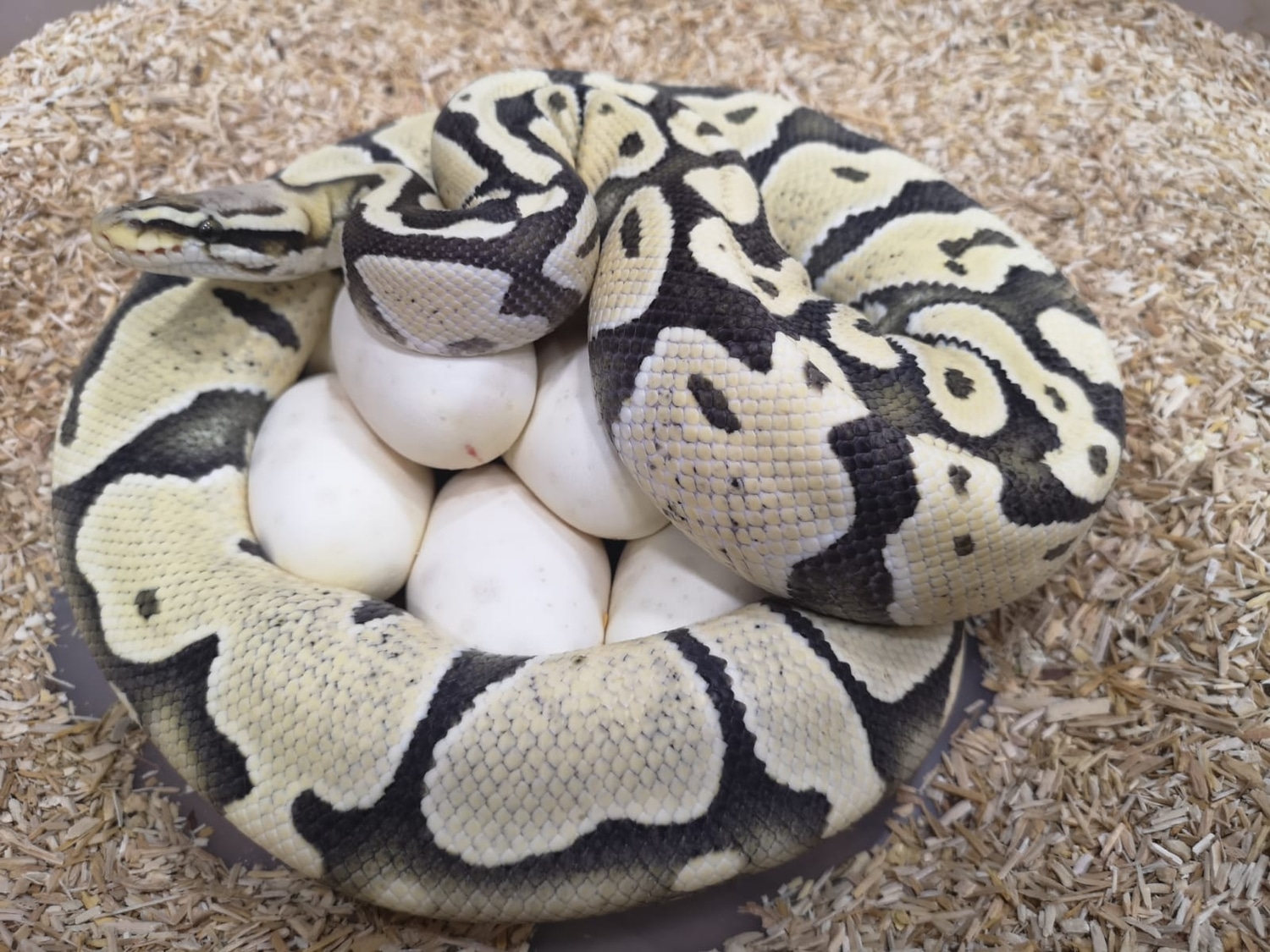 Pastel Desert Ghost Ball Python by RBPythons - MorphMarket
