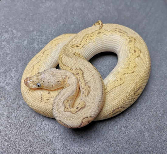 Black Head Mojave Pastel Clown Poss. Red&Ringer Gene Ball Python by ...