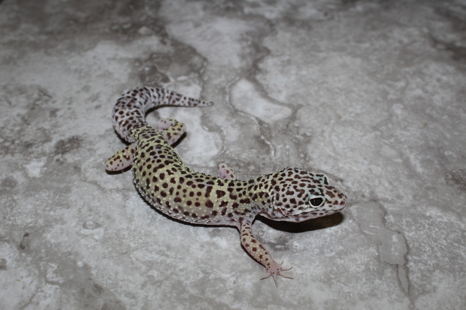 Mack Snow Leopard Gecko by Moonlight Morphs - MorphMarket
