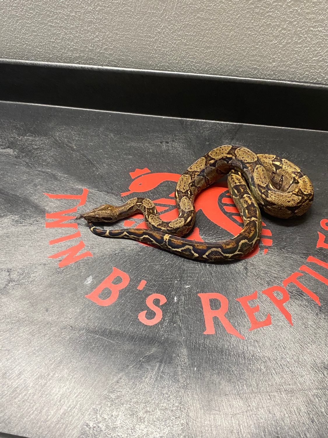 DH Leopard Costa Rican T Boa Constrictor by Twin B’s Reptiles - MorphMarket