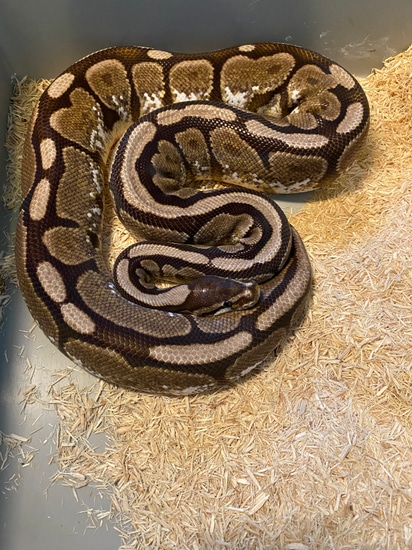 RTB Cinnamon Woma Spider Ball Python by Twin B’s Reptiles