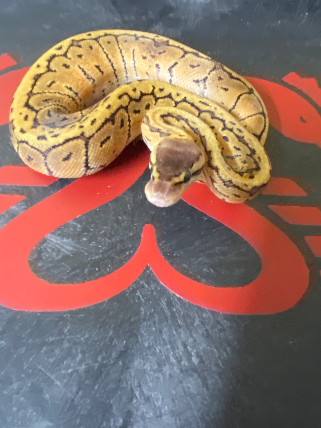 Lemonblast Ball Python by Twin B’s Reptiles - MorphMarket