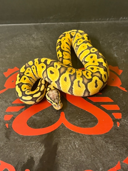 Super Pastel Mojave Pos Het Clown Ball Python by Twin B’s Reptiles