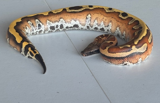1.1 CBE Stripe 50% T- Albino Pair Blood Python by Twin B’s Reptiles