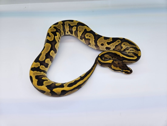 Leopard, Fire, Het Lavender Albino, 66% Het Piebald, Pos Het Clown Ball ...